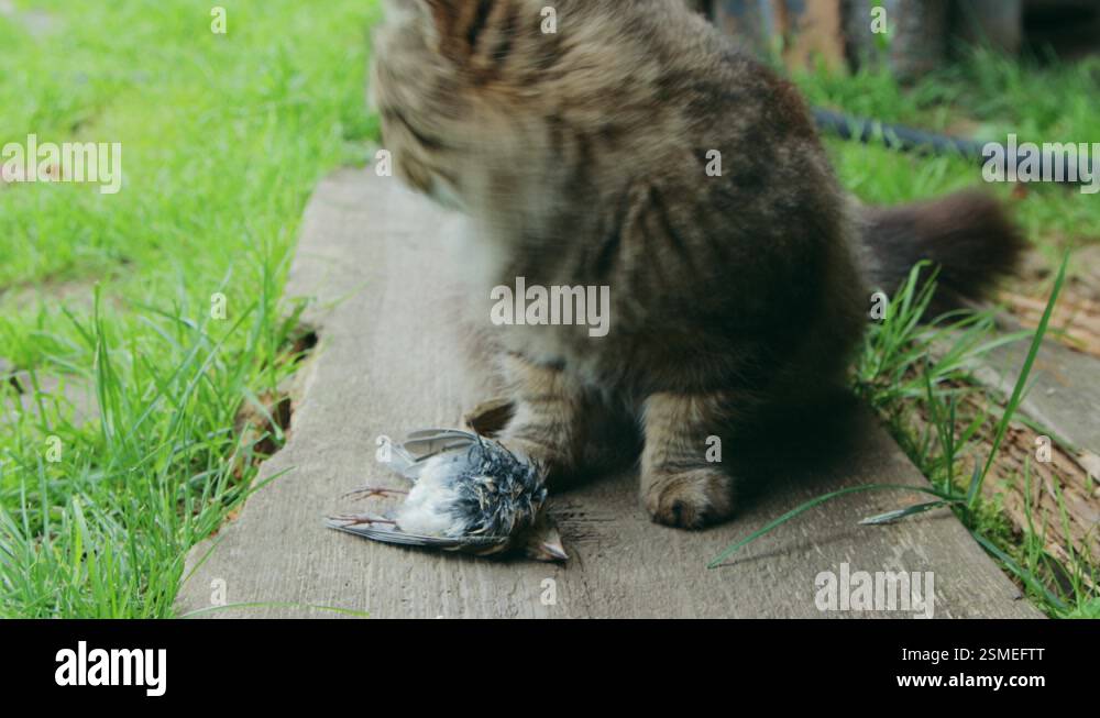 Bird eating hunter Stock Videos & Footage - HD and 4K Video Clips - Alamy