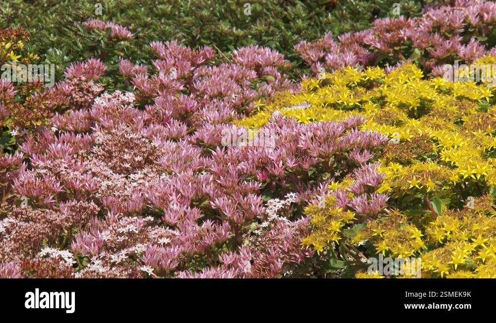Sedum in bloom full screen + swift zoom out green roof city center ...