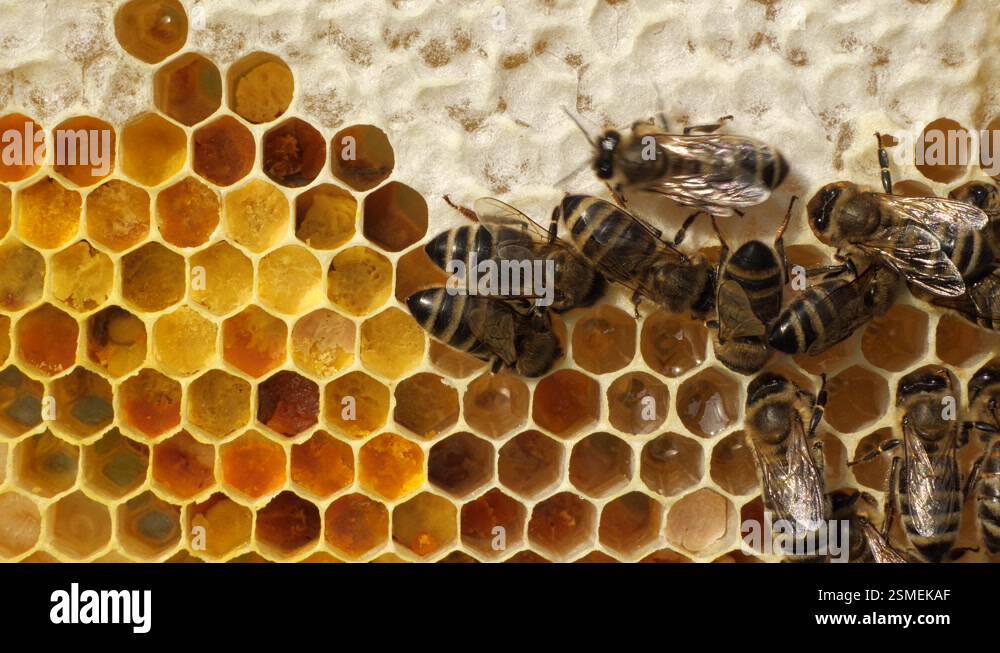Flower pollen, nectar and honey in comb. Color harmony Stock Video ...