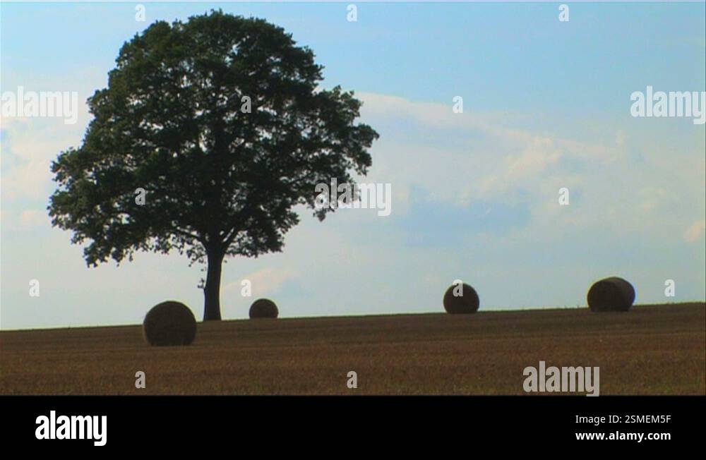 Hay tree Stock Videos & Footage - HD and 4K Video Clips - Alamy