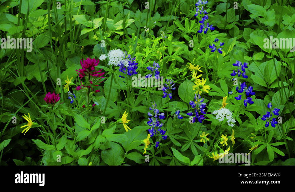 wildflowers in early August at Mt. Rainer National Park, Washington ...