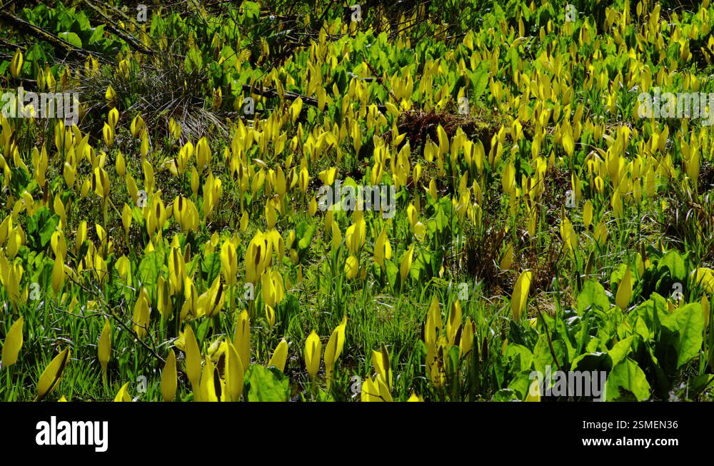 Skunk cabbage (Lysichiton americanus) in mucky soils and marshes ...