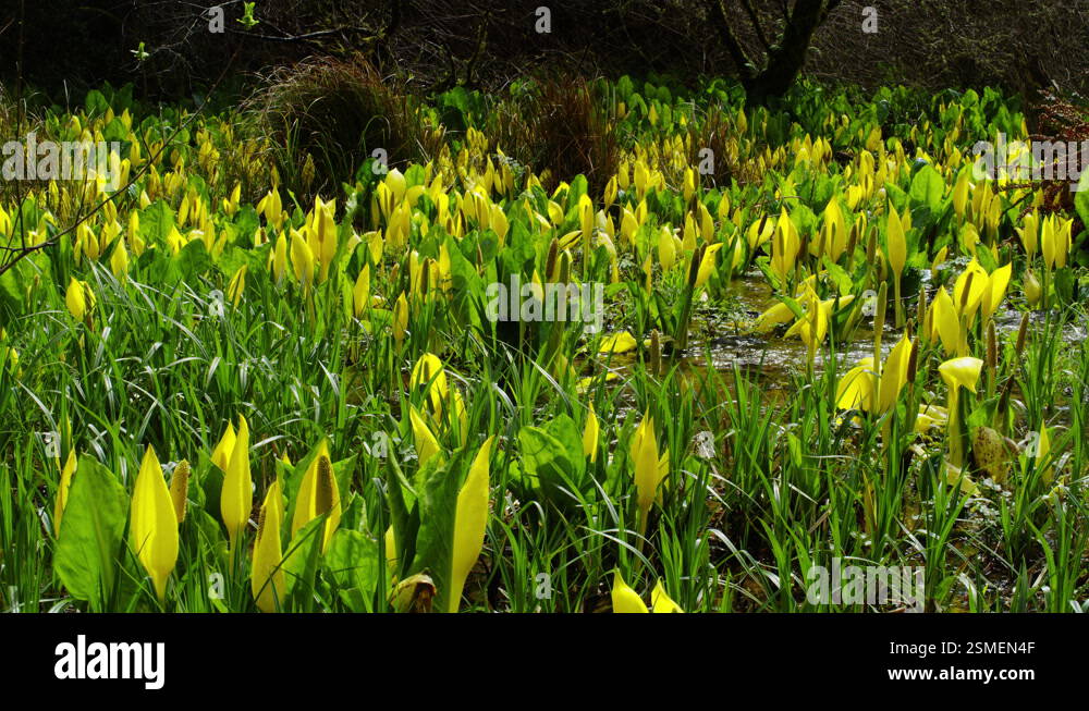 Skunk cabbage (Lysichiton americanus) in mucky soils and marshes ...