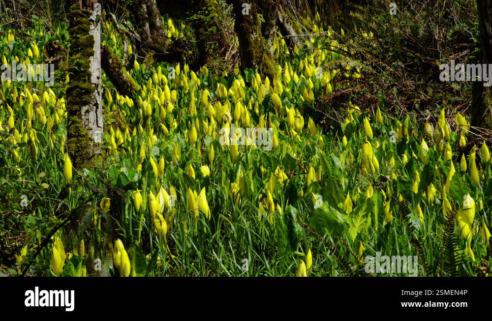 Skunk cabbage (Lysichiton americanus) in mucky soils and marshes ...