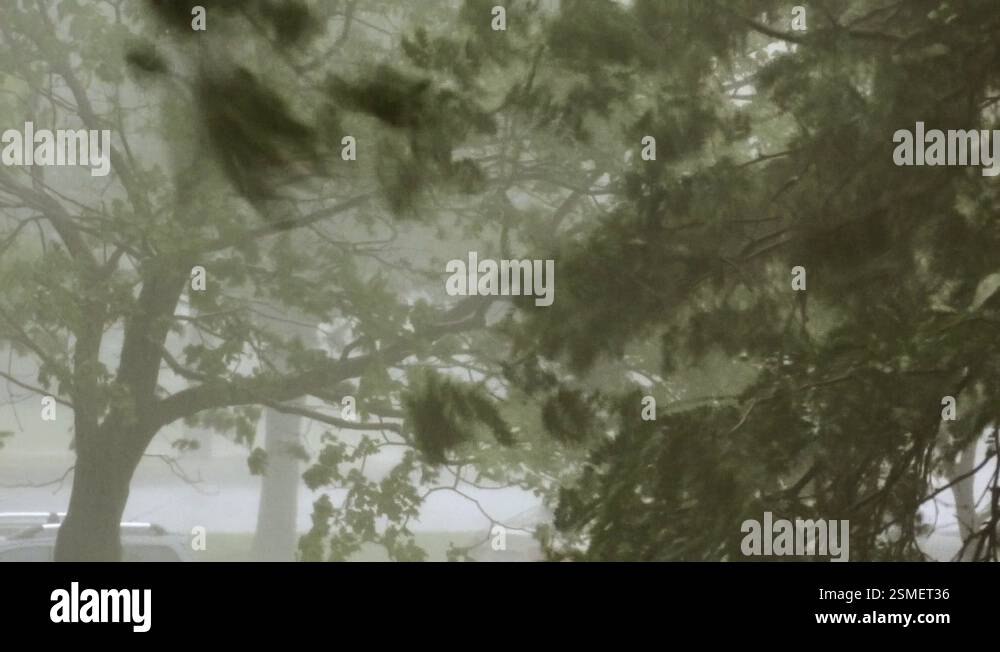 Heavy Storm Trees - Heavy precipitation rainstorm Stock Video Footage ...