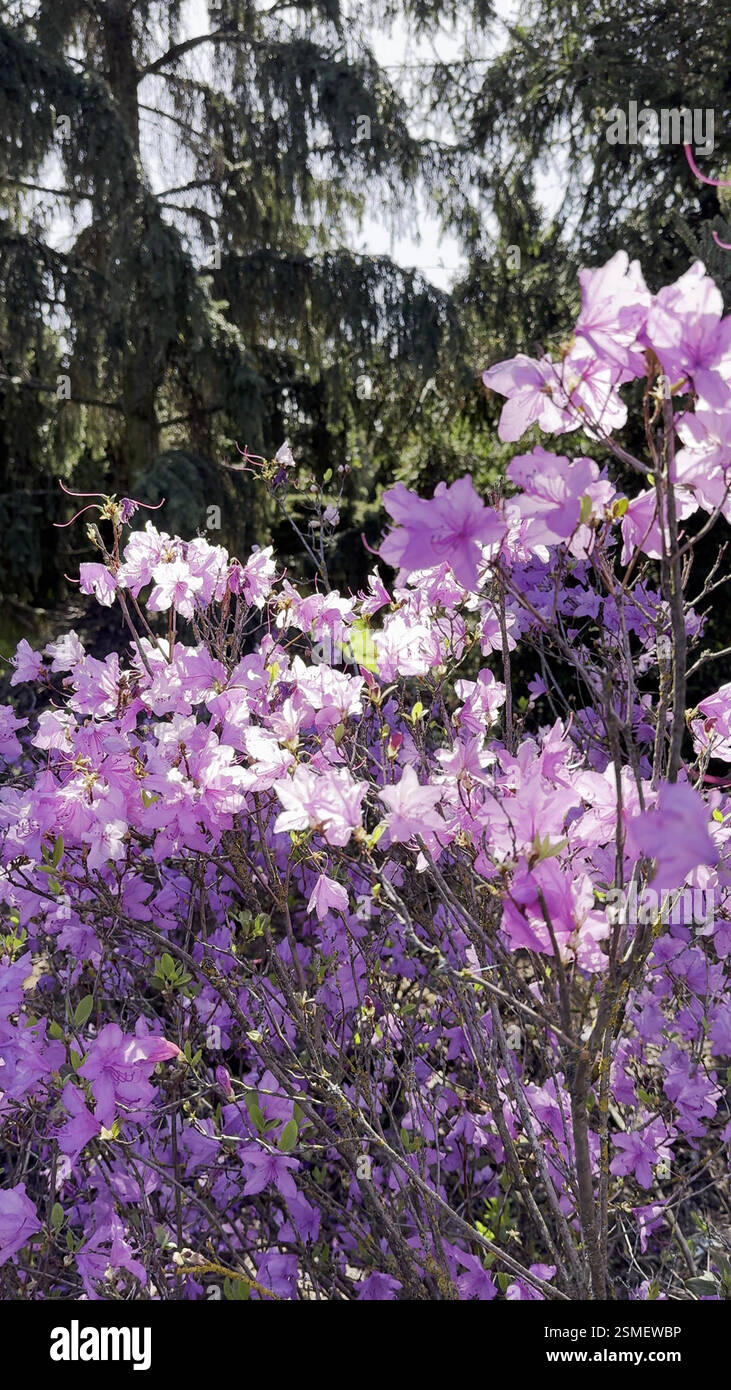 Rhododenron Stock Videos & Footage - HD and 4K Video Clips - Alamy