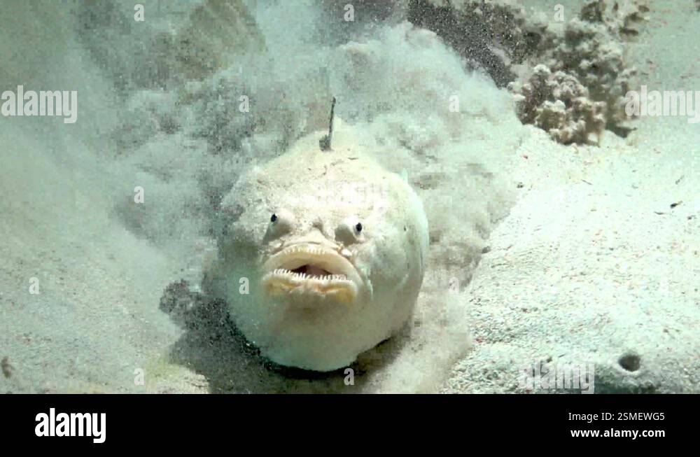 Ambush predator Stock Videos & Footage - HD and 4K Video Clips - Alamy