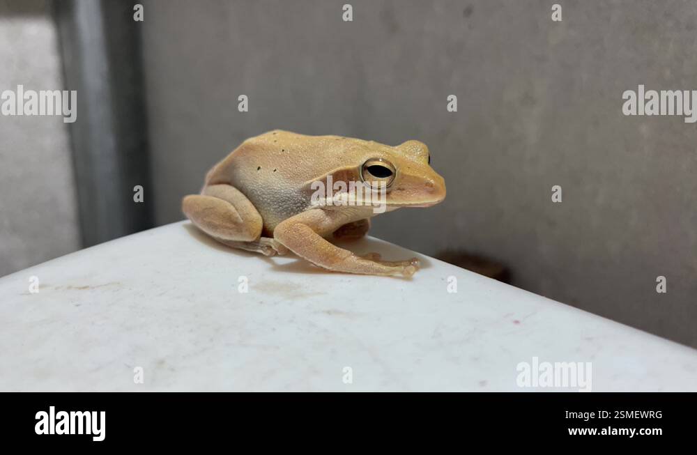 Close Up Of A Skinny White Shining Frog Sitting On A Toilet Flush Tank ...