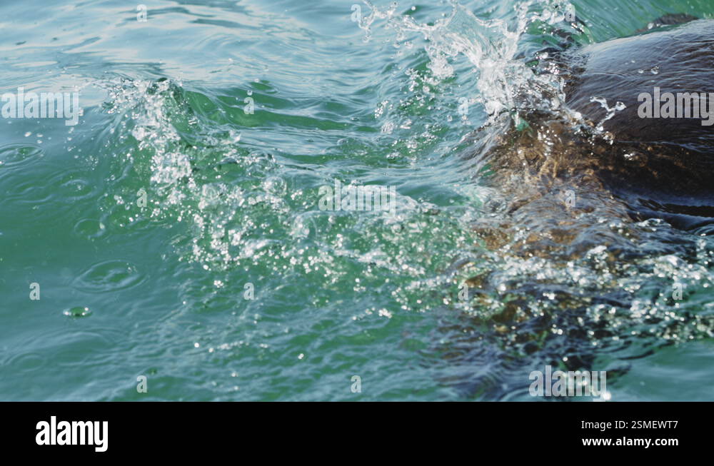 Sea lions and seals try to catch bait with a piece of fish. Wild fur ...