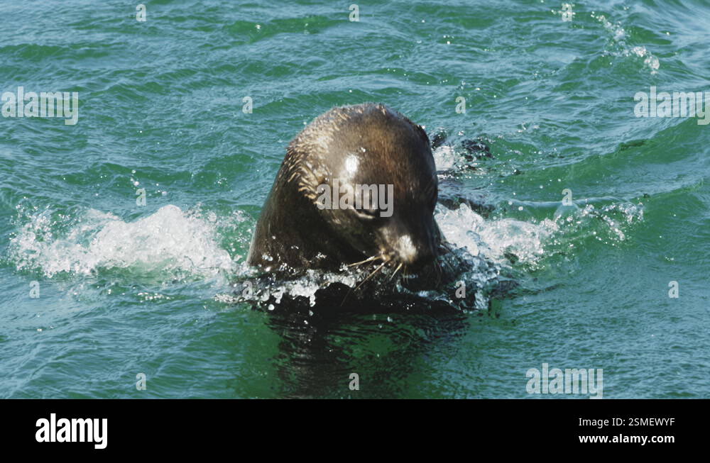 Seals catch fish Stock Videos & Footage - HD and 4K Video Clips - Alamy