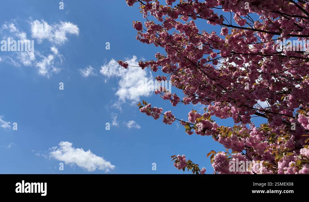 Sakura tree in bloom Stock Videos & Footage - HD and 4K Video Clips - Alamy