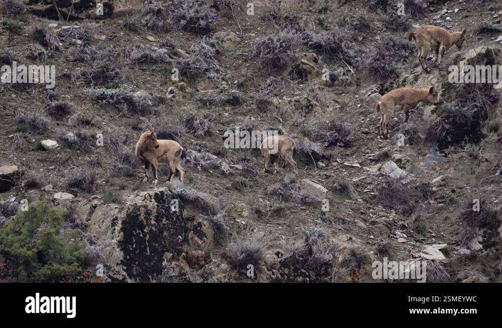 Ibex and Rocky Peaks: A Perfect Harmony in the Heart of the Himalayas ...
