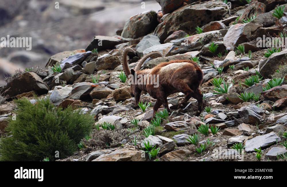 Beauty of natures adaptability Stock Videos & Footage - HD and 4K Video ...