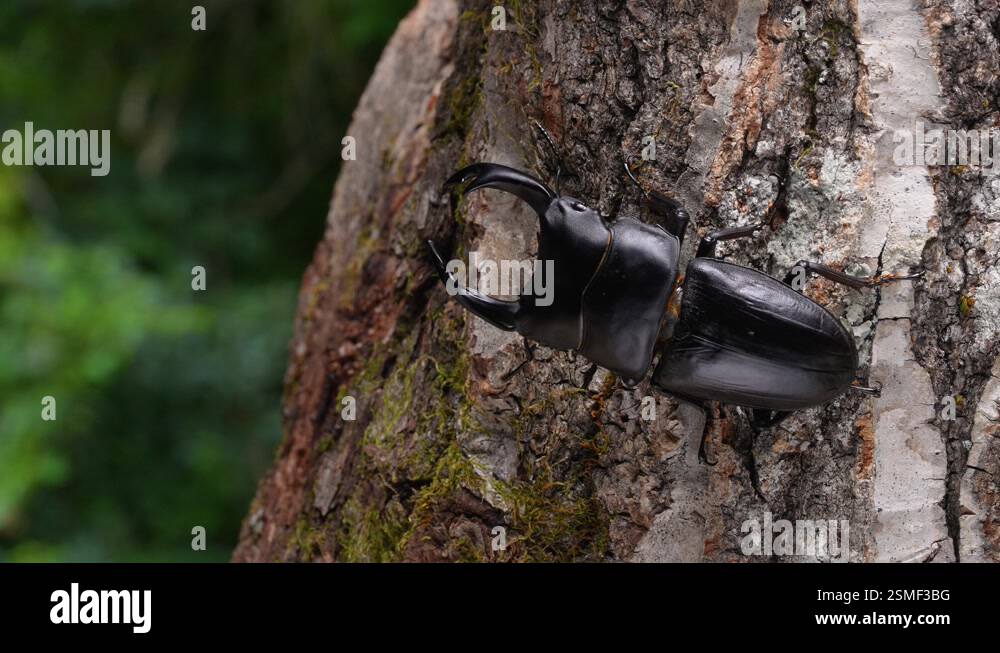 4K slow motion video of a giant stag beetle moving on a tree in the ...