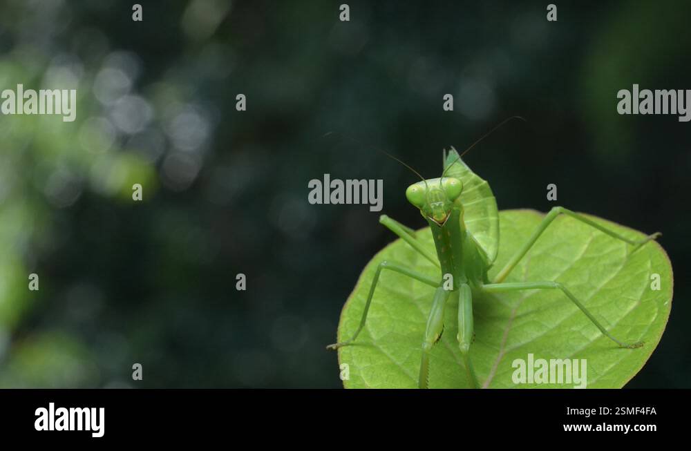 4K footage of the Asian mantis (Harabiro's mantis Stock Video Footage ...