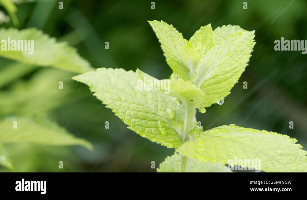 Fresh mint on a plantation outdoors. Peppermint is live, not cut Stock ...