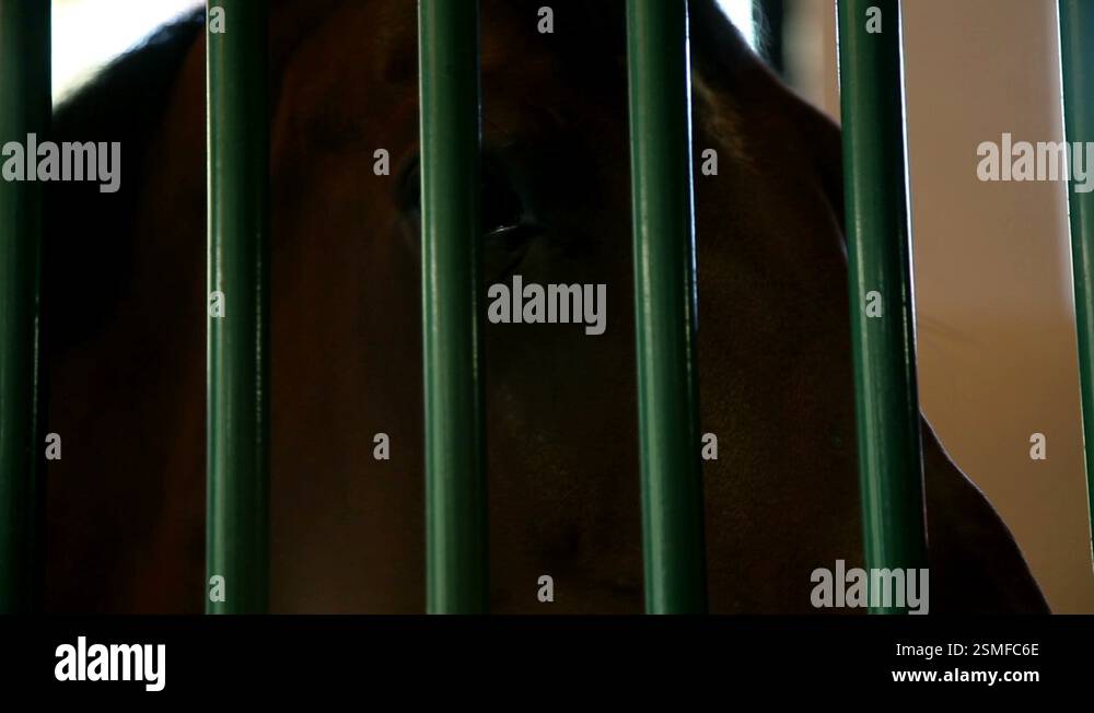 big brown horse in stall behind bars Stock Video Footage - Alamy