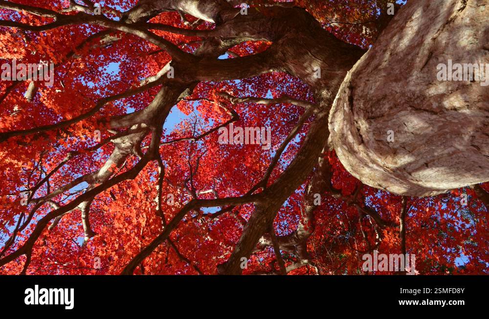 4K Video of a Giant Tree in Autumn Foliage Shot from the Root Stock ...