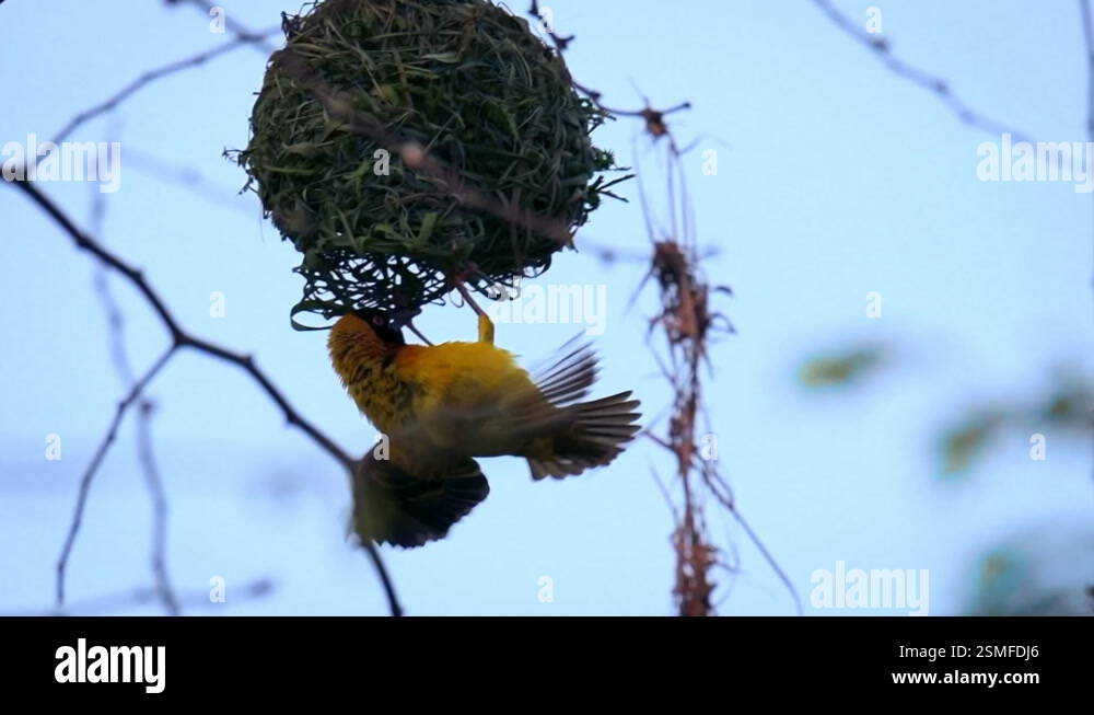 Yellow-Backed Weaver Hanging On Nest In Wildlife Reserve - Gisakura ...