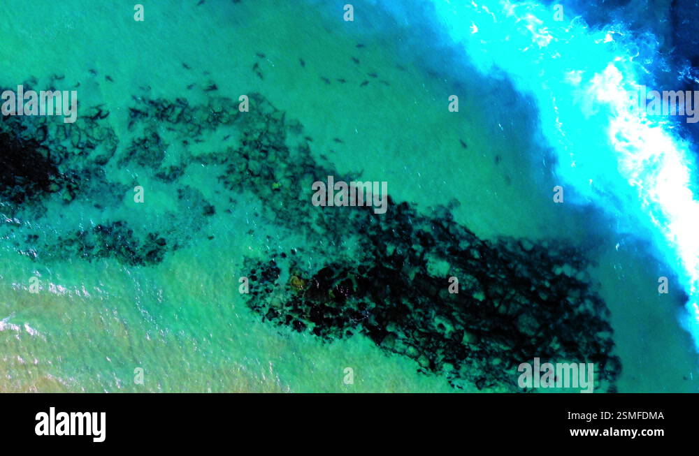 Aerial Top Forward Beautiful Shot Of Sharks Swimming Undersea At Beach ...