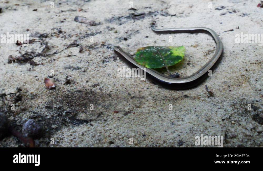Anguis fragilis , deaf adder, slow worm, blindworm, a long-cripple ...