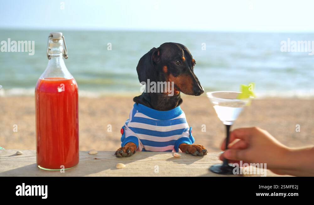 Dog drinks water cocktail from a martini glass at a beach bar behind ...
