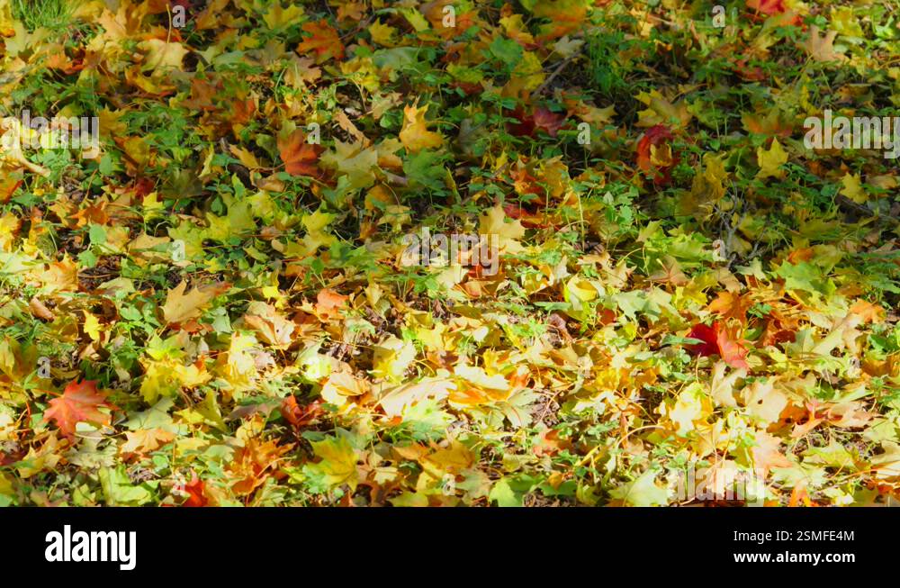 Light colored ground Stock Videos & Footage - HD and 4K Video Clips - Alamy