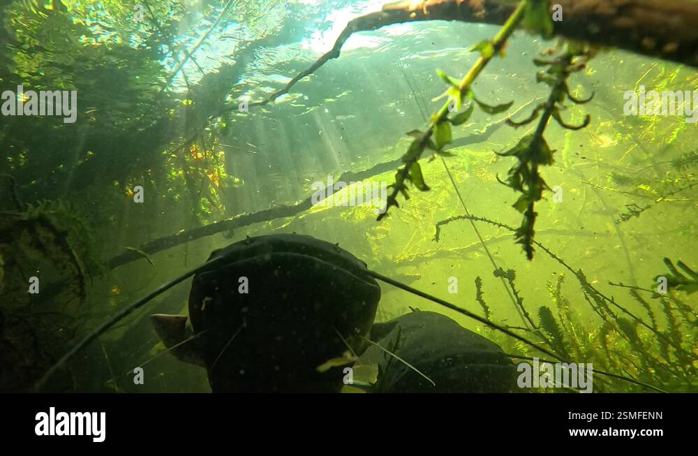 Two giant catfish face the camera from below, great light Stock Video ...