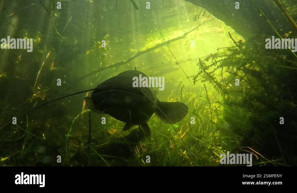 A giant catfish (Silurus glanis) faces the camera from below, great ...