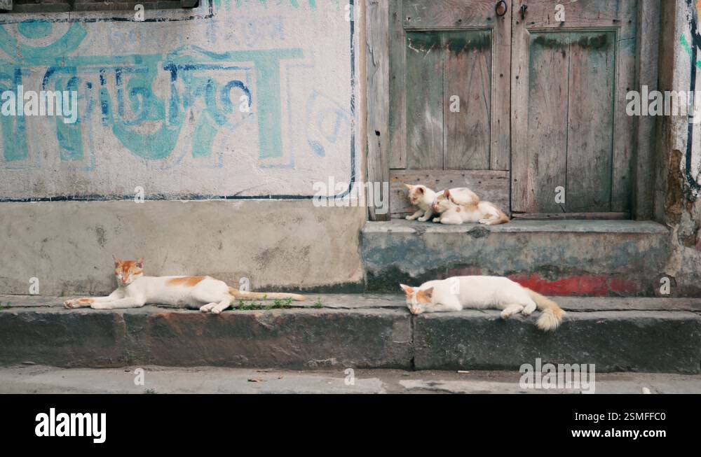 Stray or feral mother cat and kittens rests on a platform next to a ...