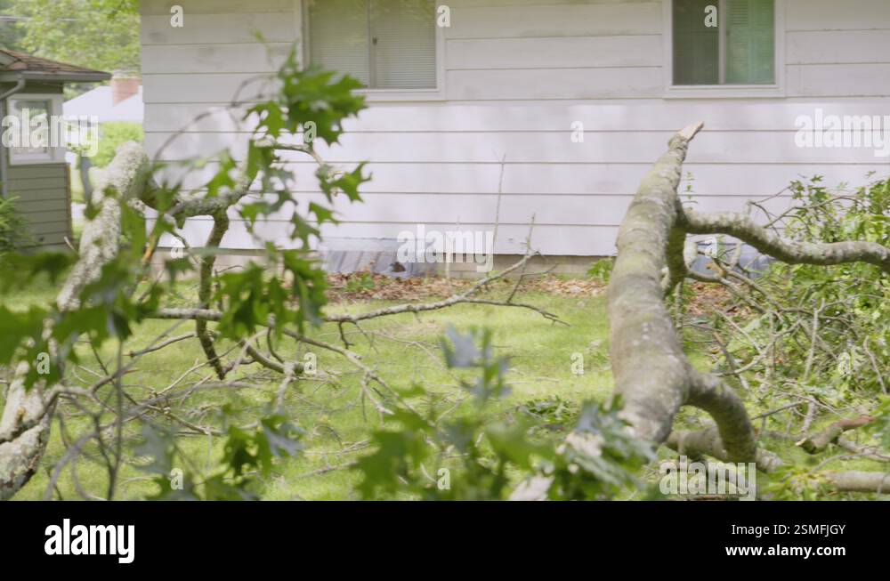 Oak tree damage Stock Videos & Footage - HD and 4K Video Clips - Alamy