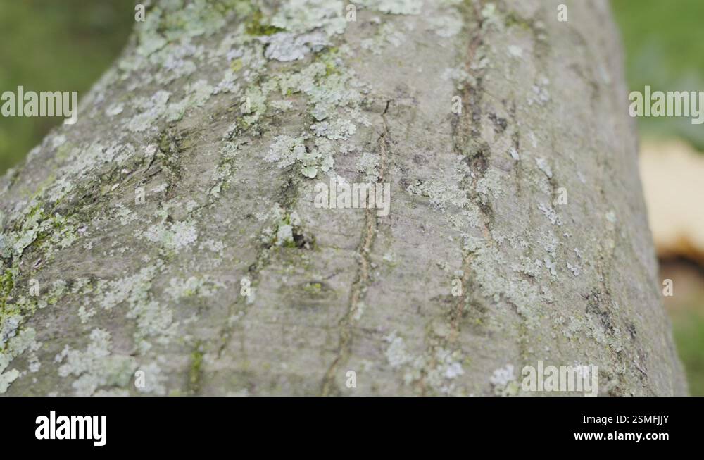Oak ants Stock Videos & Footage - HD and 4K Video Clips - Alamy