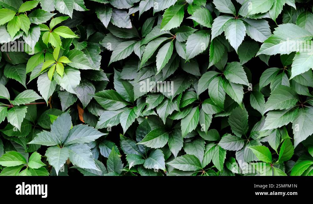 Green hedge of leaves of wild grapes. Dense hedgerow. Natural texture ...