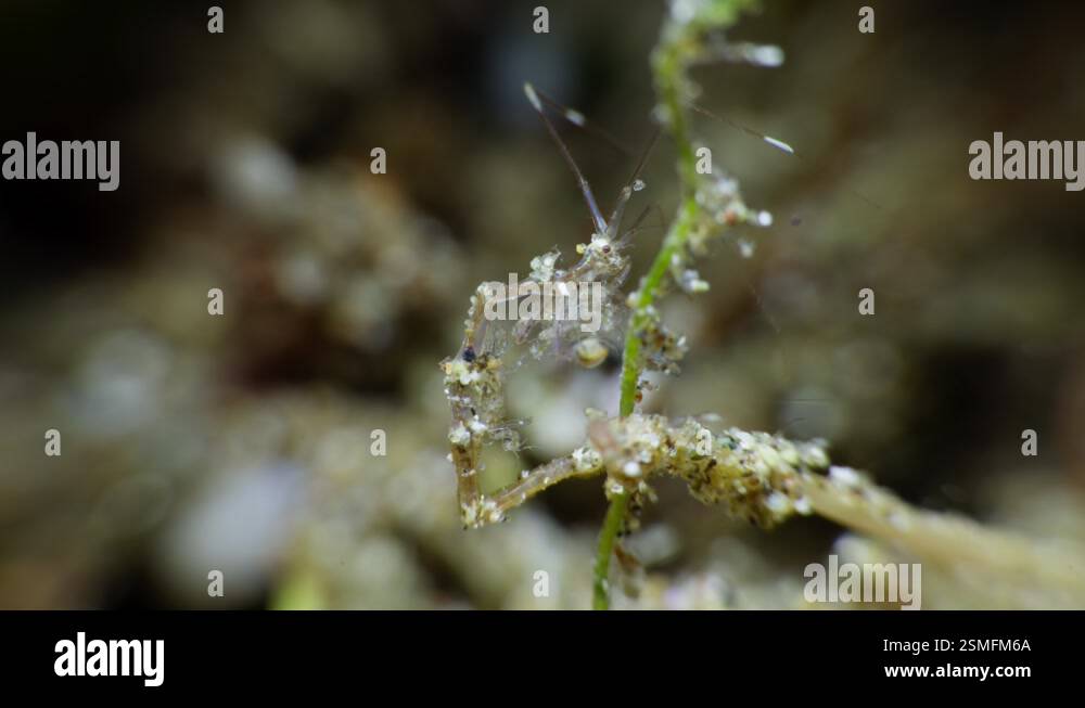Female Skeleton Shrimp (Caprellidae) brooding juveniles as they hang ...