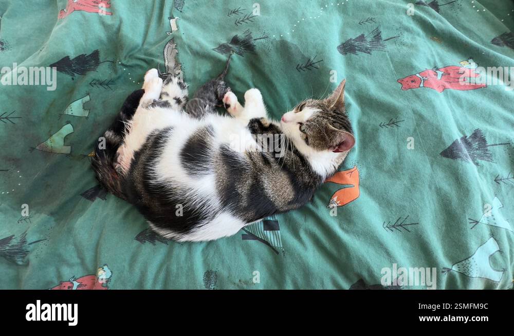 cat giving birth on the family bed Stock Video Footage - Alamy