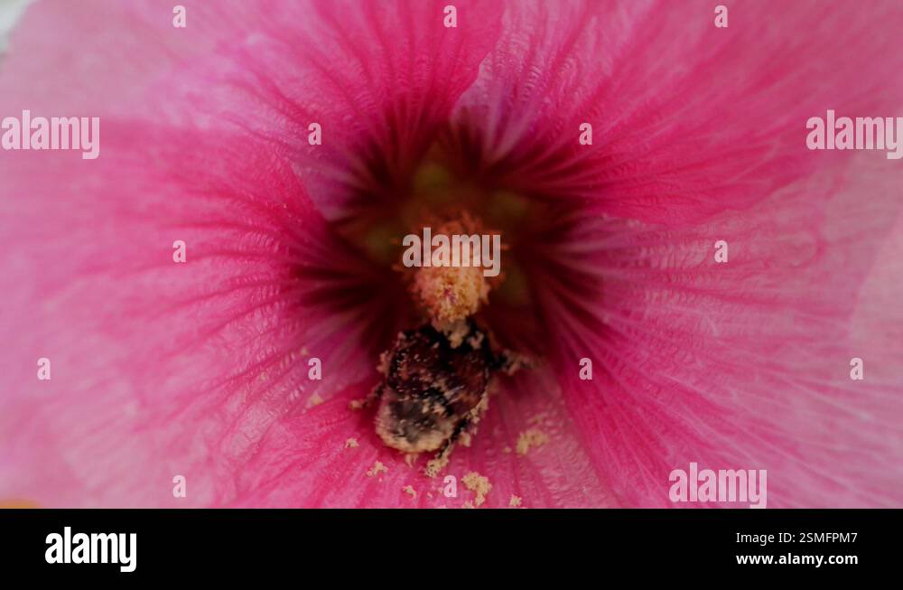 Pollinating insects Stock Video Footage - Alamy