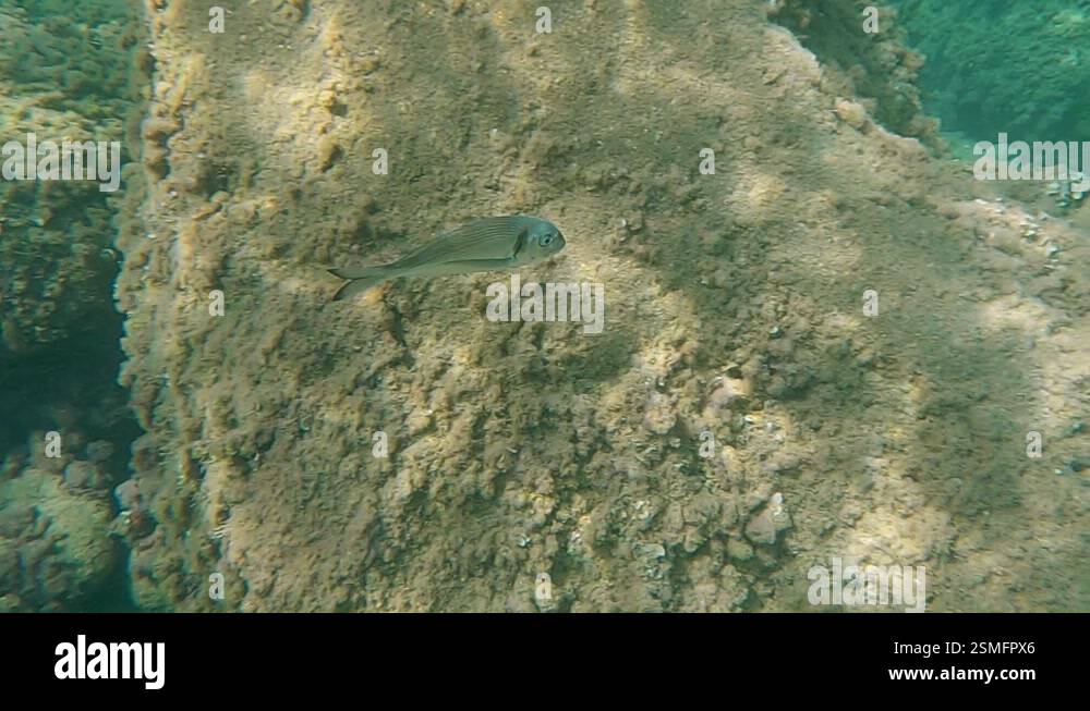 Close up underwater view of gilthead sea bream fish swimming in clear ...