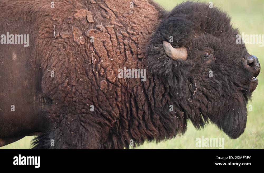 American Bison Bull Stock Video Footage - Alamy