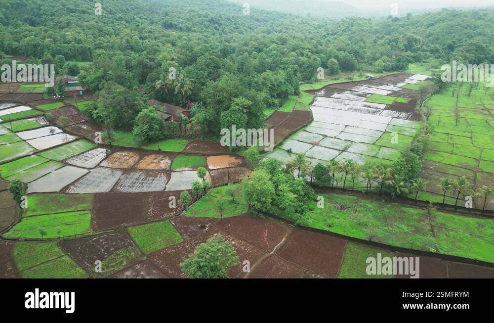 empty crop field in greenery forest drone moving front view in konkan ...