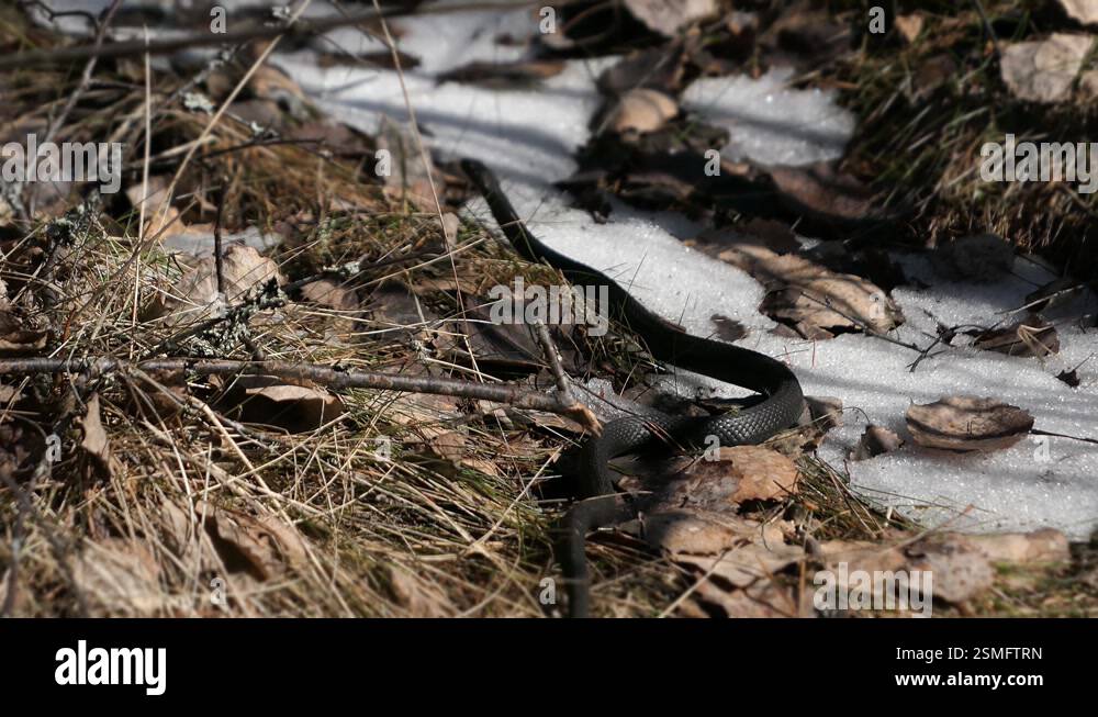Viper snake moving on snow and dry grass in spring, snake slithering in ...
