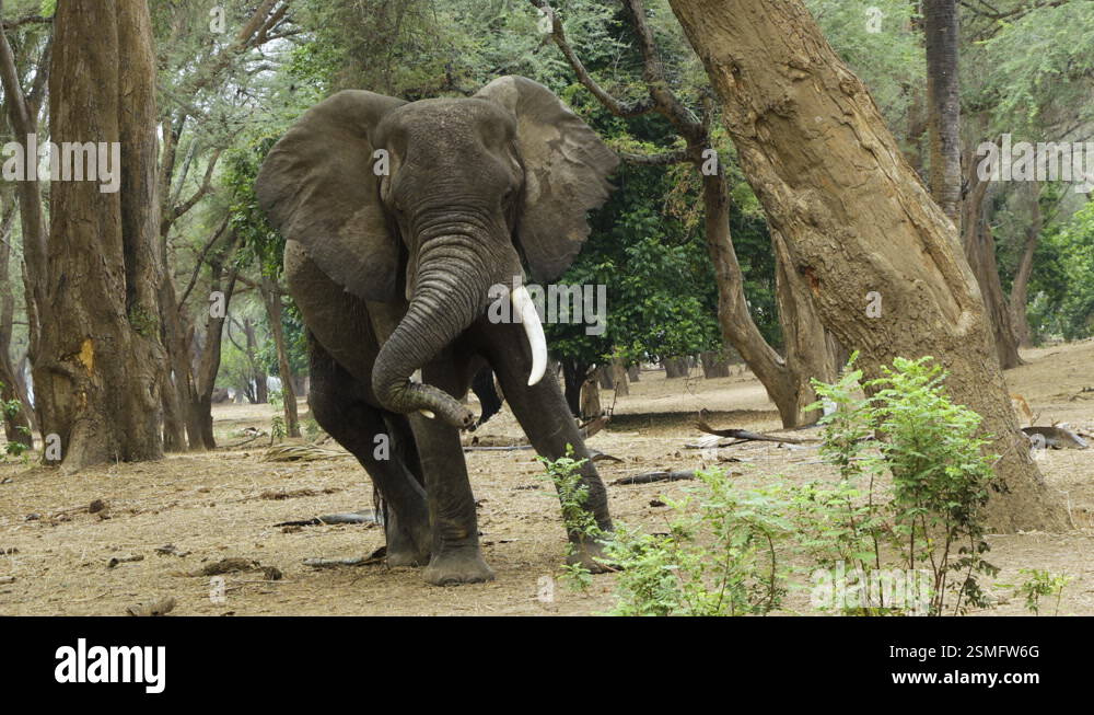 Mighty elephant bull in a forest of winter acacias in Southern Africa ...