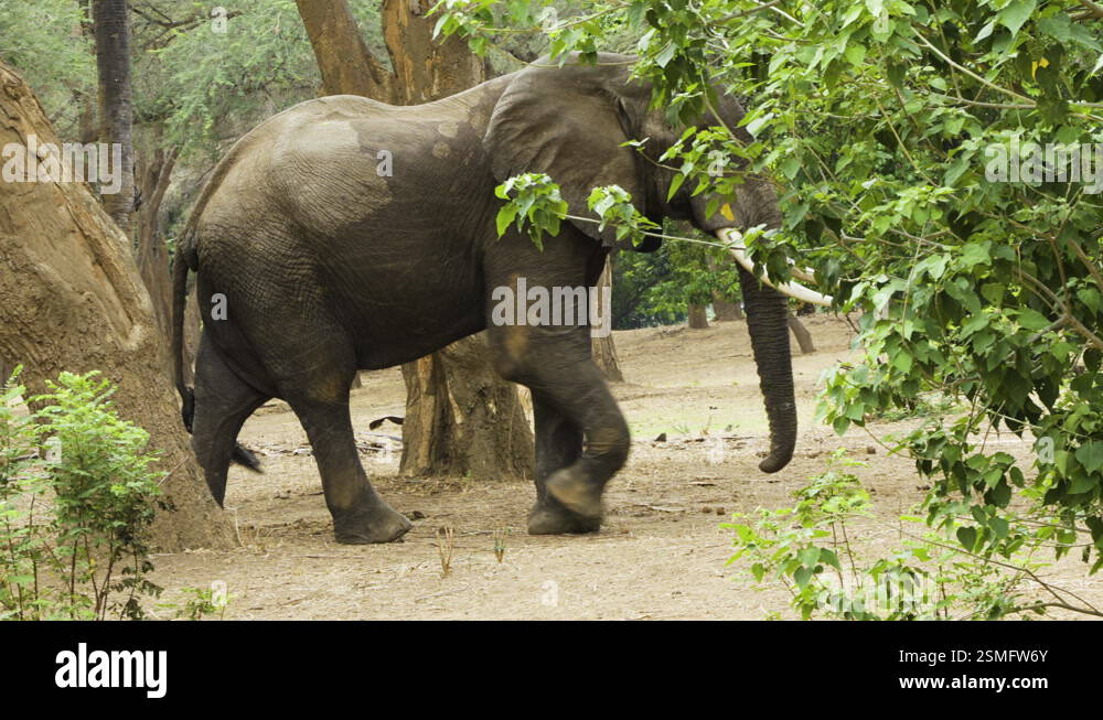 African elephant bull walks left to right through an acacia forest with ...