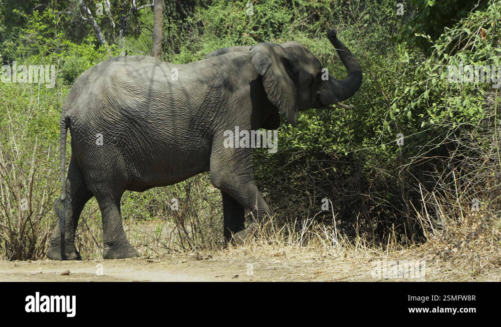 Two female African elephants one by one disappearing into the bush. The ...