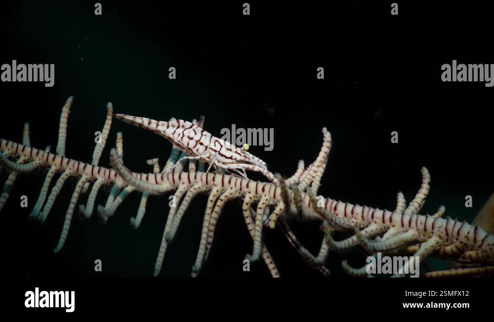 Crinoid Shrimp ( Laomenes sp.) on a crinoid, Anilao, Philippines 1 of 3 ...