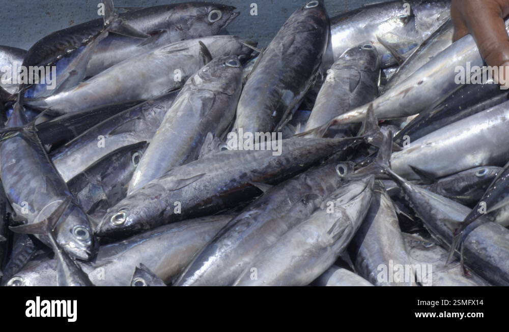 freshly caught tuna fish is unloaded from a fishing boat to fish ...