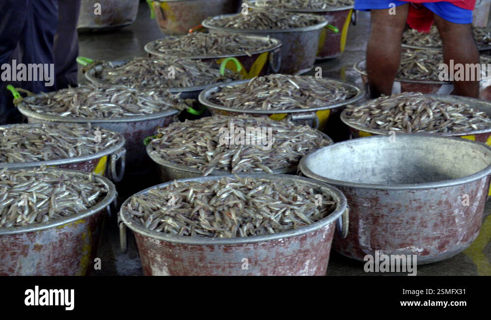freshly caught fish is unloaded from a fishing boat in fish boxes Stock ...