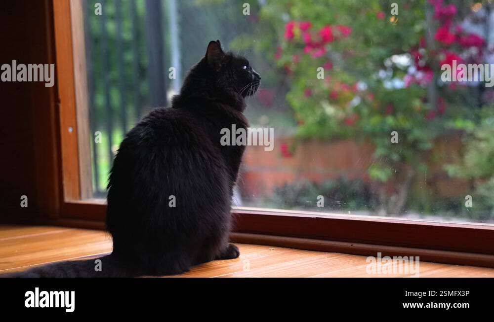 Sad Black Cat Sitting Looking Through Window Waiting for Owner to Come ...