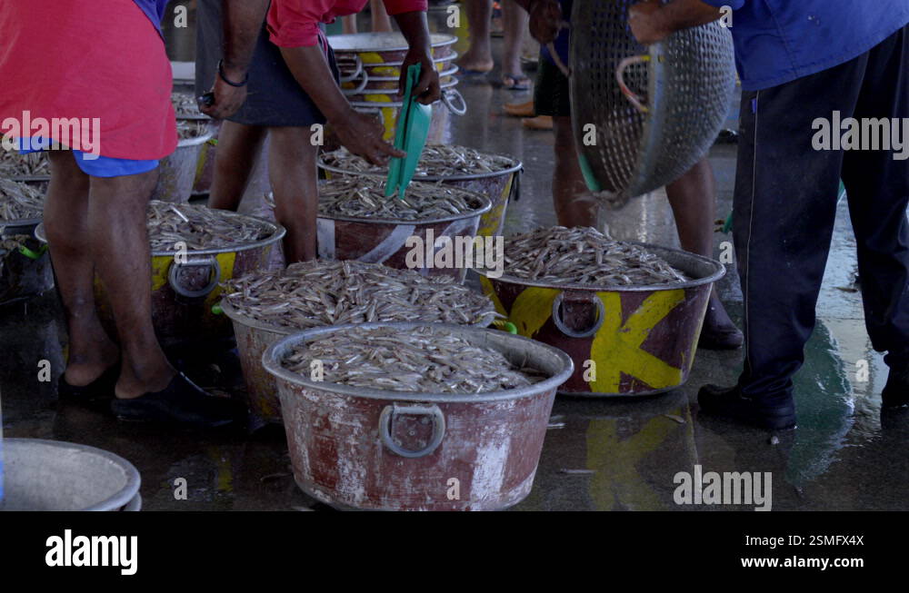 Kollam, India - 07/15/2024: freshly caught fish is unloaded from a ...
