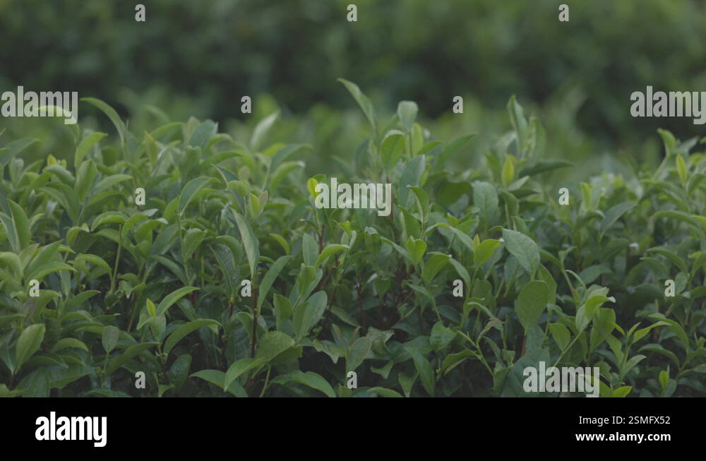 Tea leaves. Young green leaves on the tea bush close up. Tea bush on ...