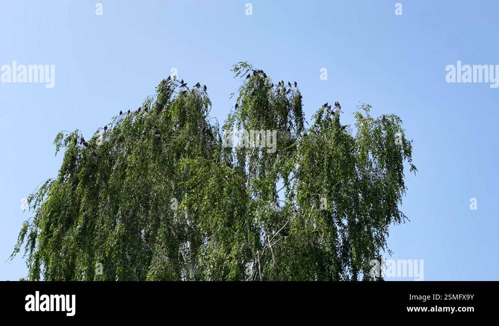 Flock of black birds sit on top of tree in windy countryside ...